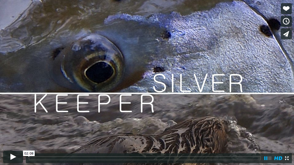 aaaq – The Venturing Angler