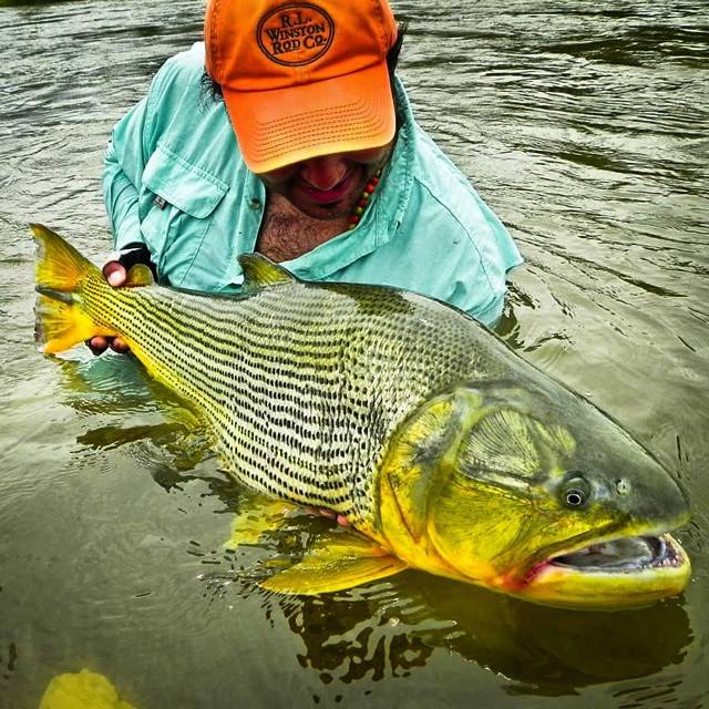 golden dorado @apm69 – The Venturing Angler