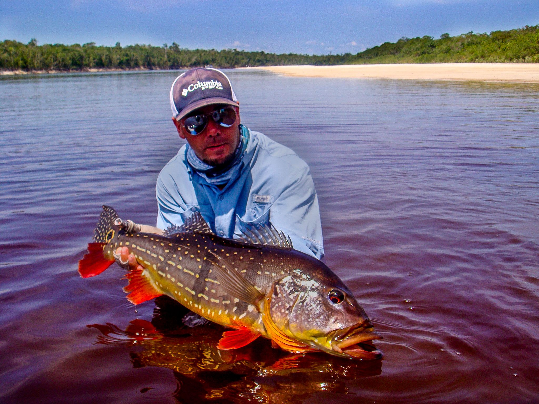 Fly Fishing Photo: Brazil Peacock Bass on the Fly - The Venturing Angler