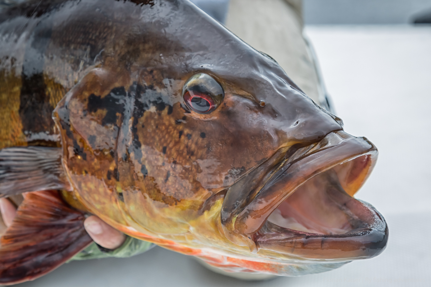 peacock bass profile face – The Venturing Angler