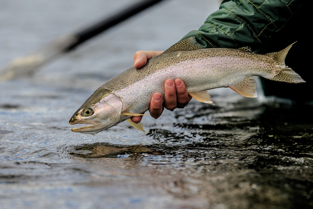 Fly Fishing Photo: Wild Rainbow Trout in Patagonia - The Venturing Angler