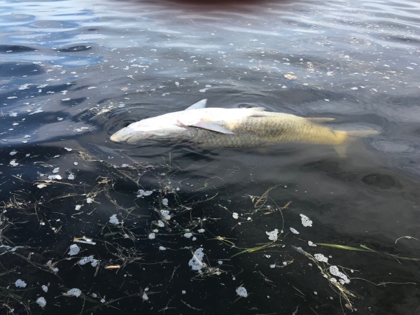 dead tarpon – The Venturing Angler
